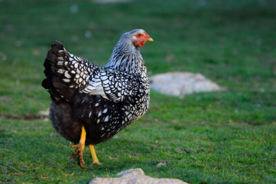 Meet the Top 15 Best Brown Egg Layers - Backyard Poultry